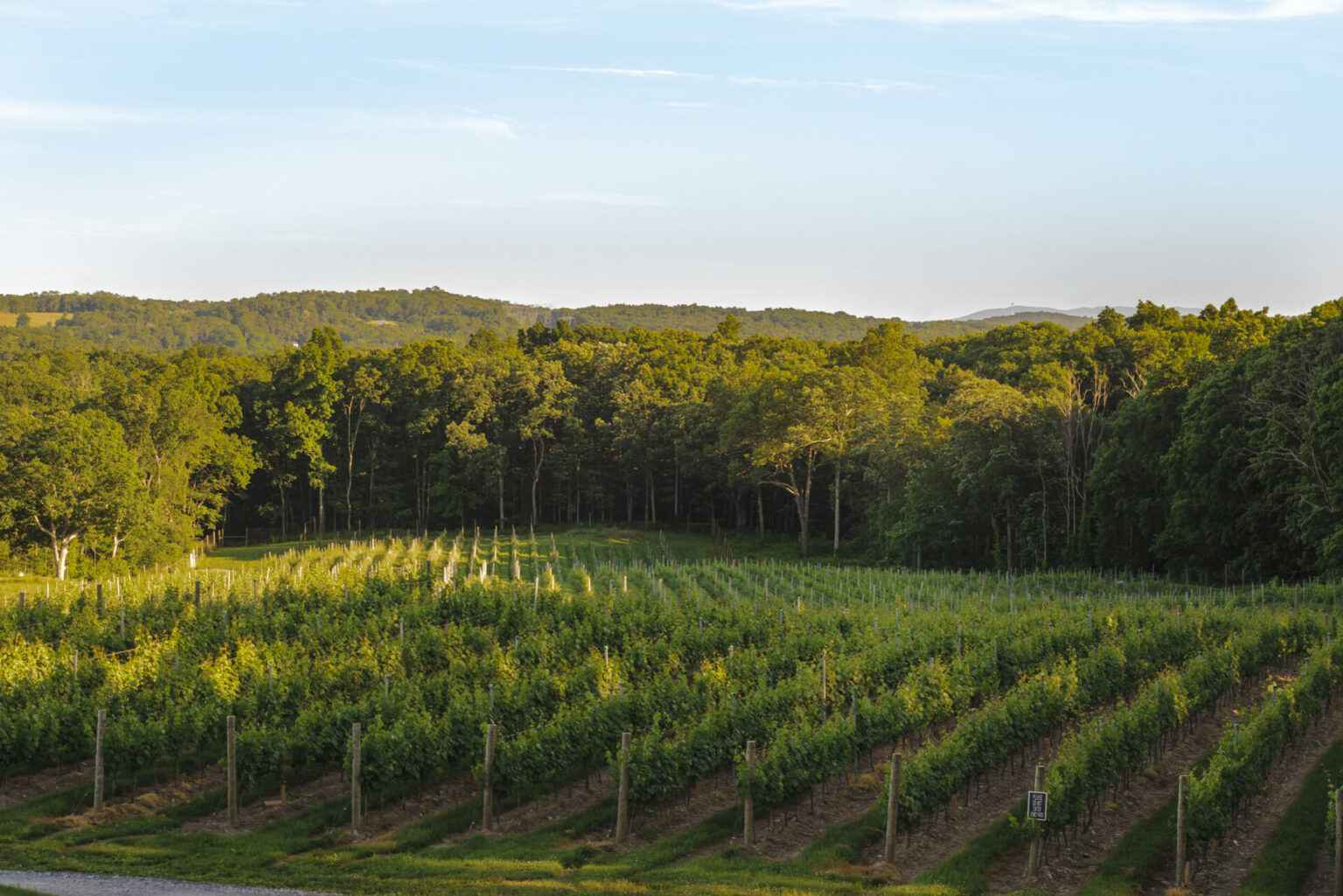 Vineyard - Milea Estate Vineyard