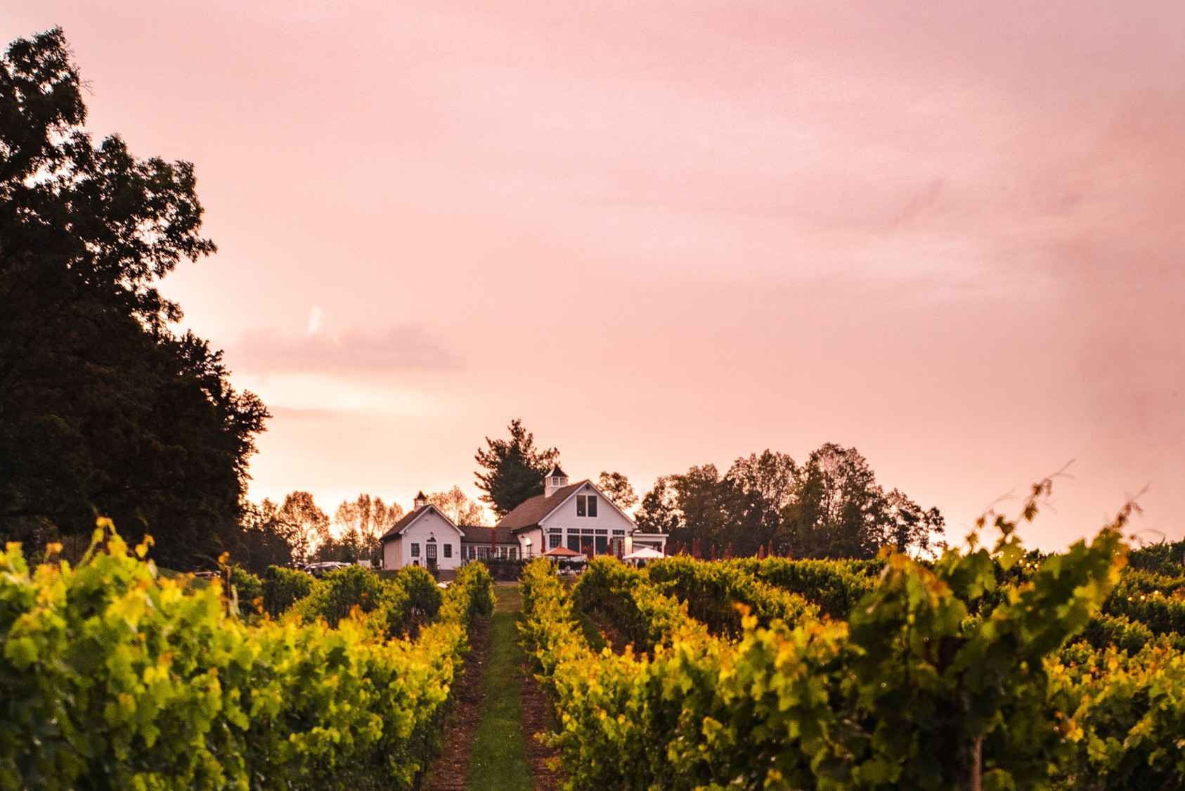 The Best Wineries Near NYC: Discover Milea Estate - Milea Estate Vineyard